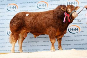 Gunnerfleet Lion - Whinfellpark Limousins
