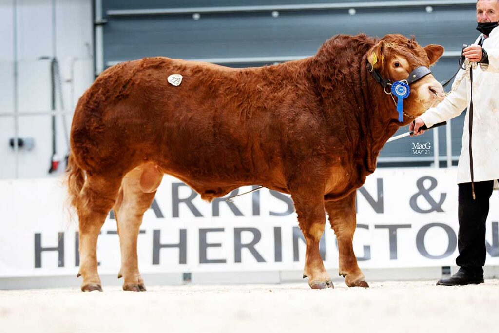 Gunnerfleet Lion - Whinfellpark Limousins